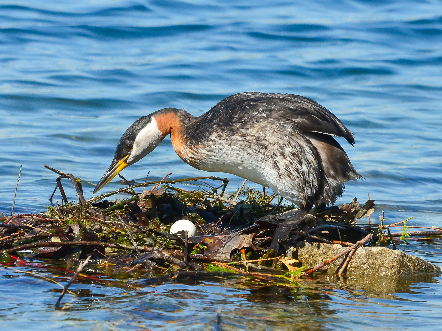Red-Necked Grebe Bird Facts (Podiceps grisegena) | Birdfact