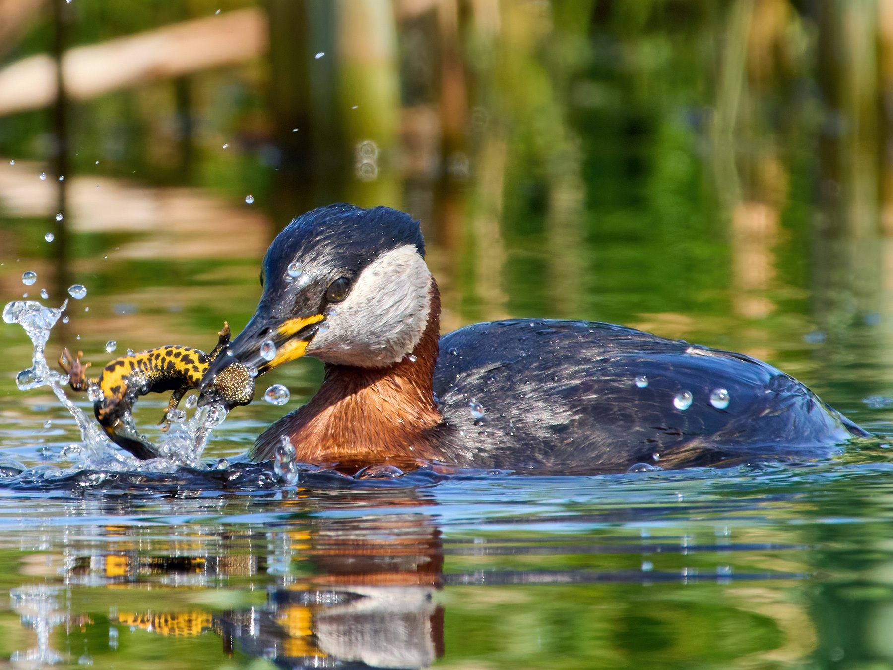 Red-Necked Grebe Bird Facts (Podiceps grisegena) | Birdfact
