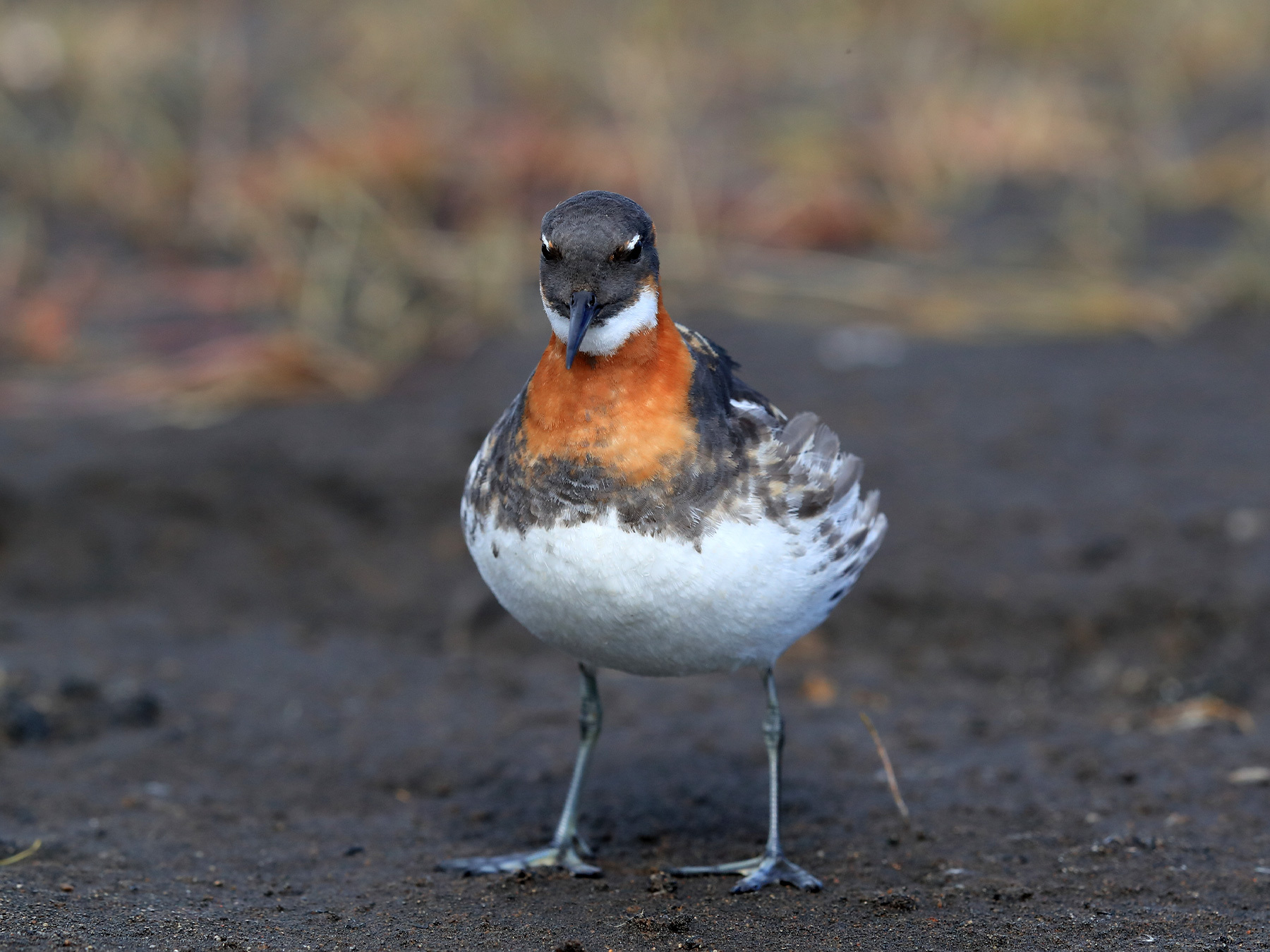 Red-Necked Phalarope Bird Facts (Phalaropus lobatus) | Birdfact