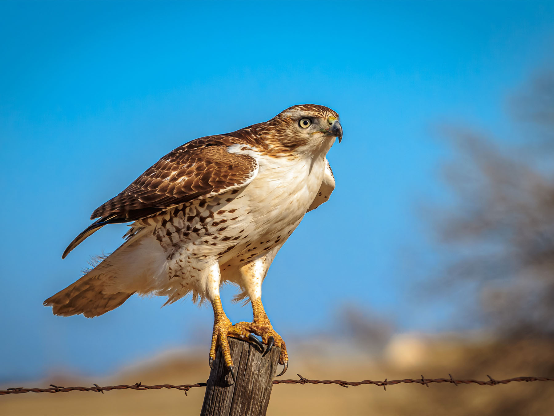 Red-tailed Hawk Bird Facts (Buteo jamaicensis) | Birdfact
