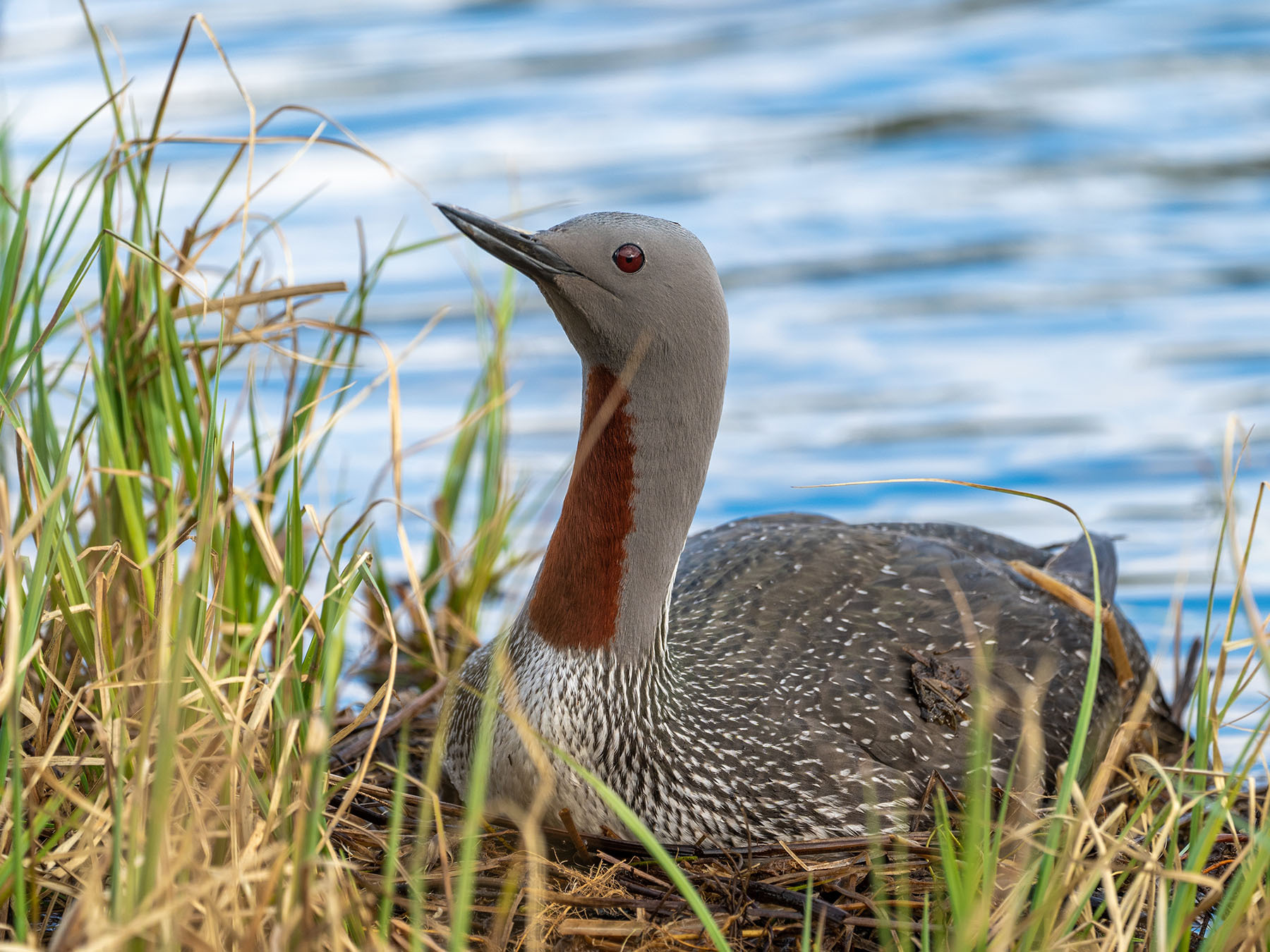 Red-throated Loon Bird Facts (Gavia stellata) | Birdfact
