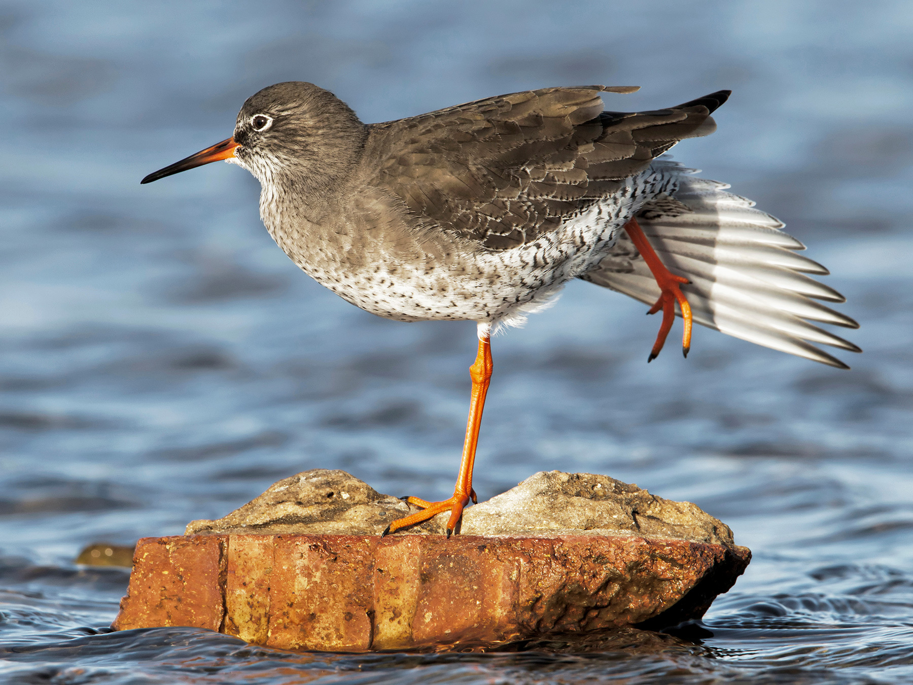 Redshank Bird Facts (Tringa totanus) | Birdfact
