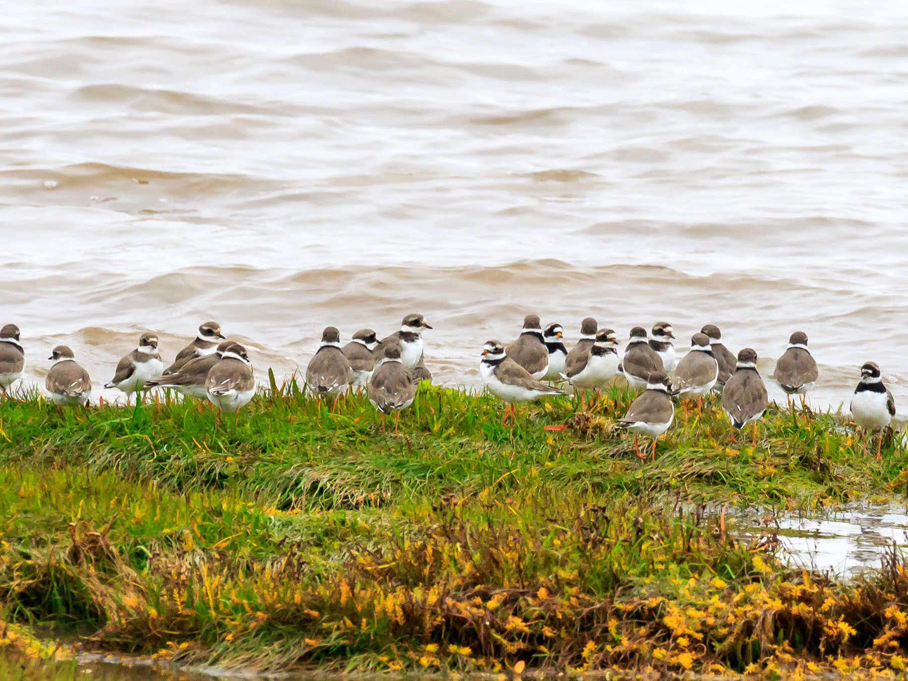 Ringed Plover Bird Facts (Charadrius hiaticula) | Birdfact