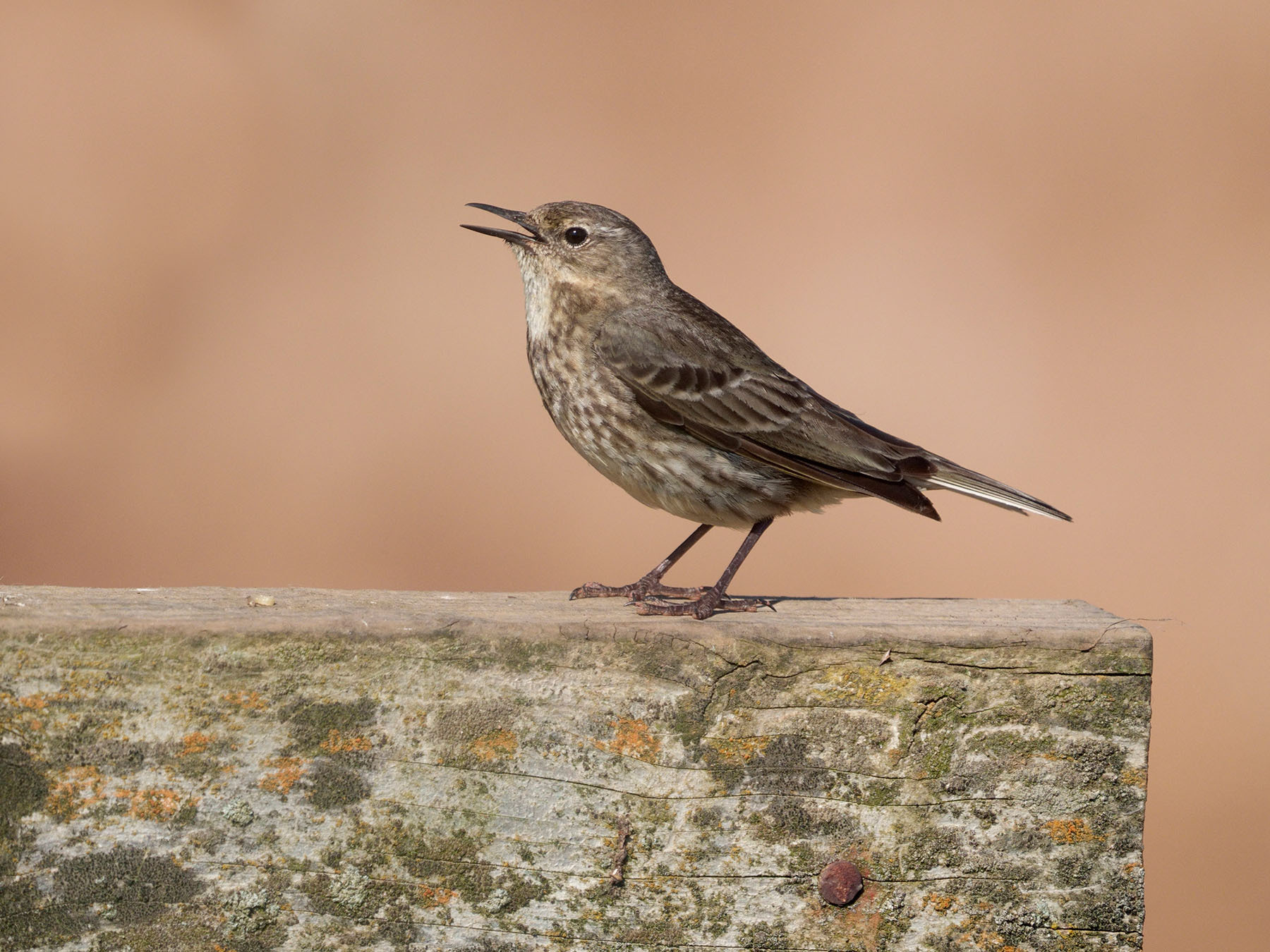 Rock Pipit Bird Facts (Anthus petrosus) | Birdfact