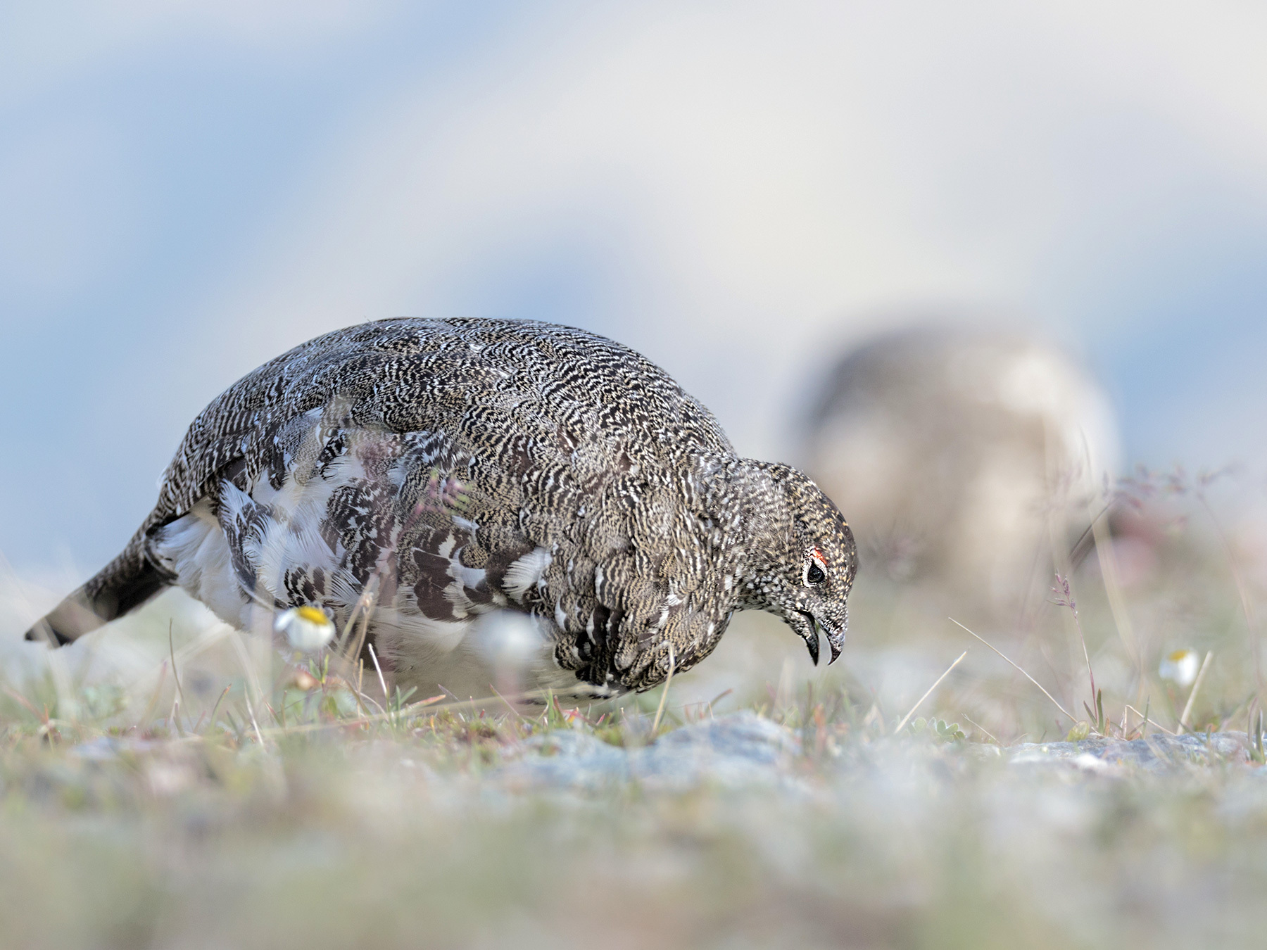 Rock Ptarmigan Bird Facts (Lagopus muta) | Birdfact