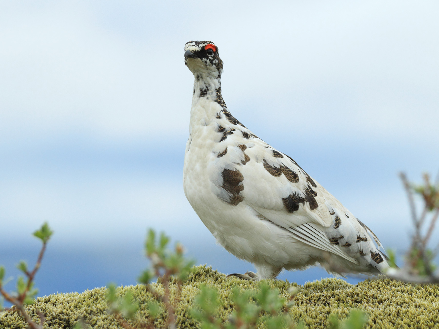 Rock Ptarmigan Bird Facts (Lagopus muta) | Birdfact