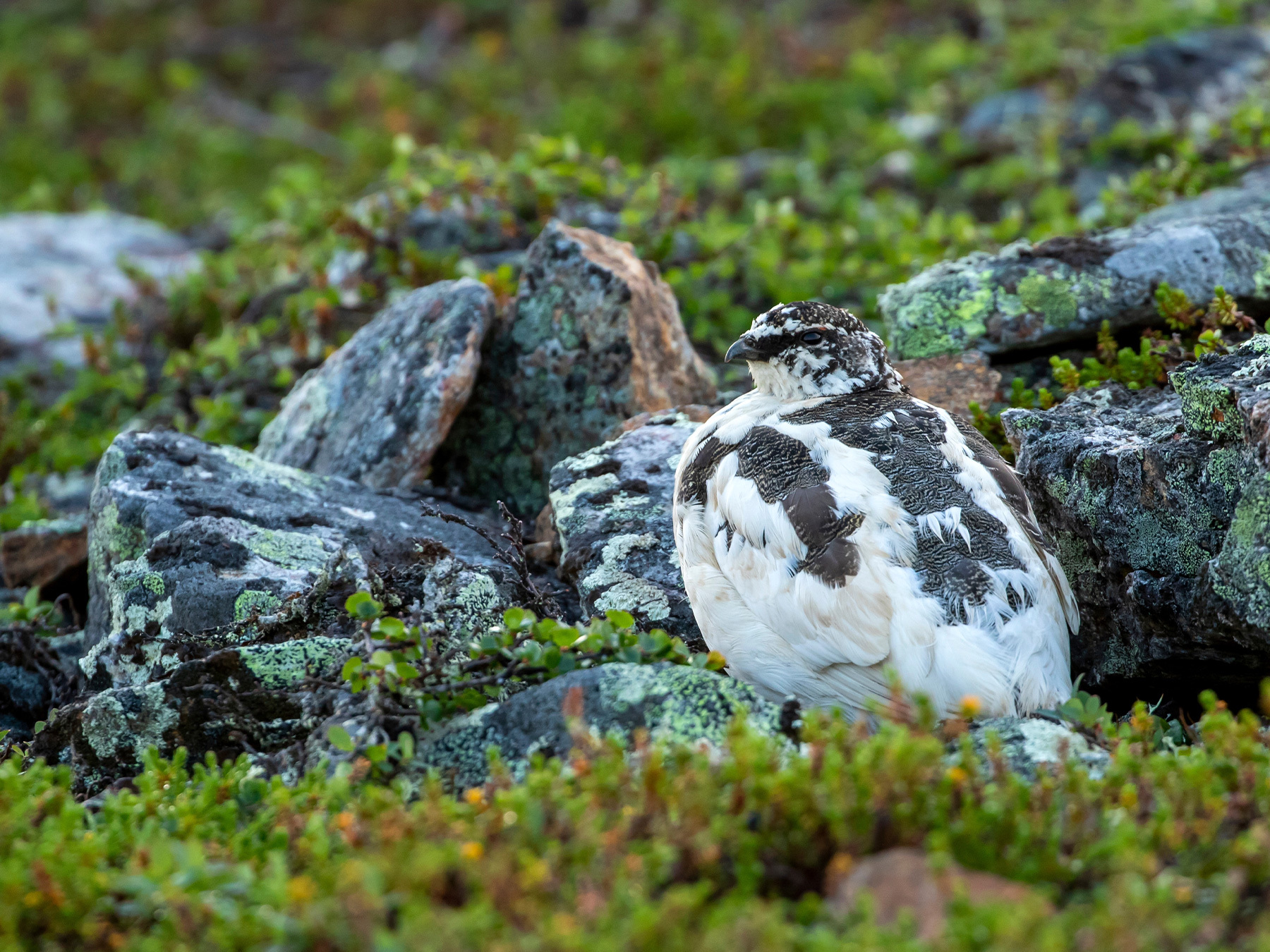 Rock Ptarmigan Bird Facts (Lagopus muta) | Birdfact