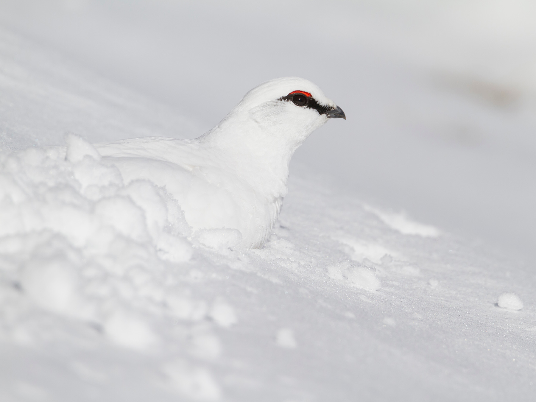 Rock Ptarmigan Bird Facts (Lagopus muta) | Birdfact
