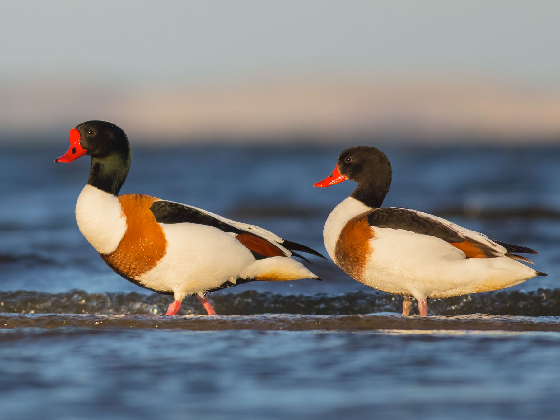 Shelduck Bird Facts (Tadorna tadorna) | Birdfact