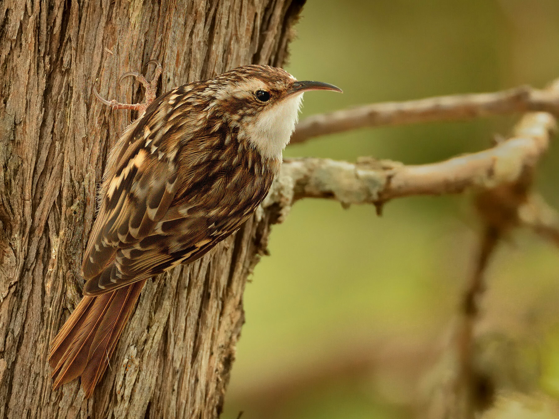 Short-Toed Treecreeper Bird Facts (Certhia brachydactyla) | Birdfact