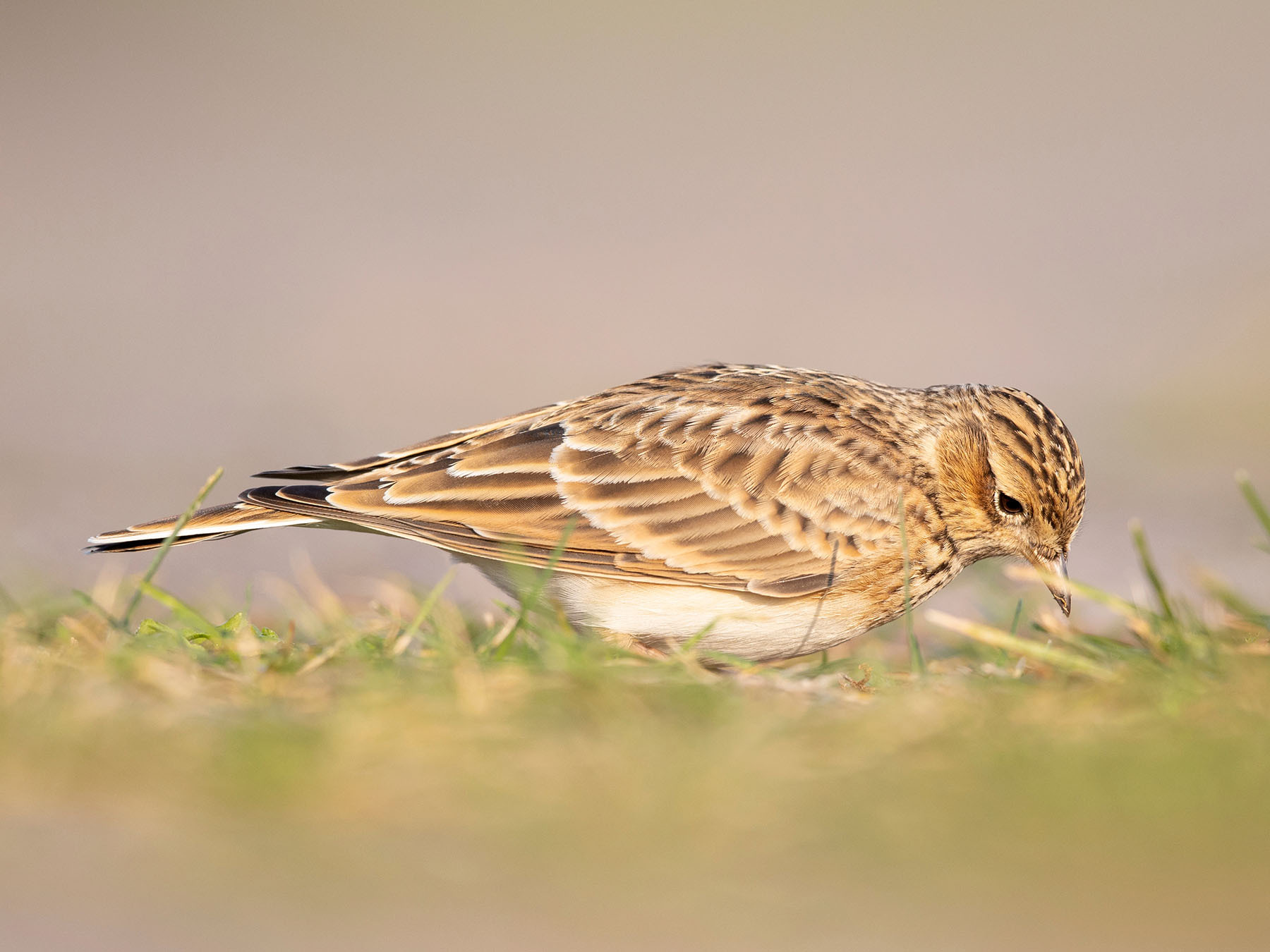 Skylark Bird Facts (Alauda arvensis) | Birdfact