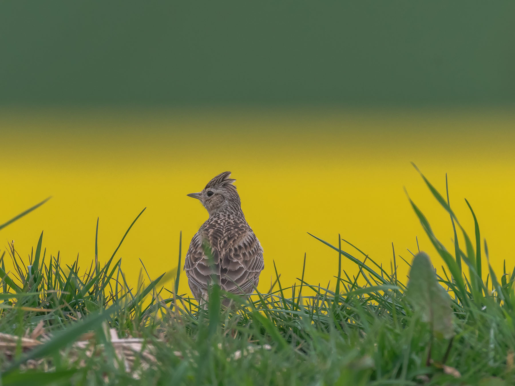 Skylark Bird Facts (Alauda arvensis) | Birdfact