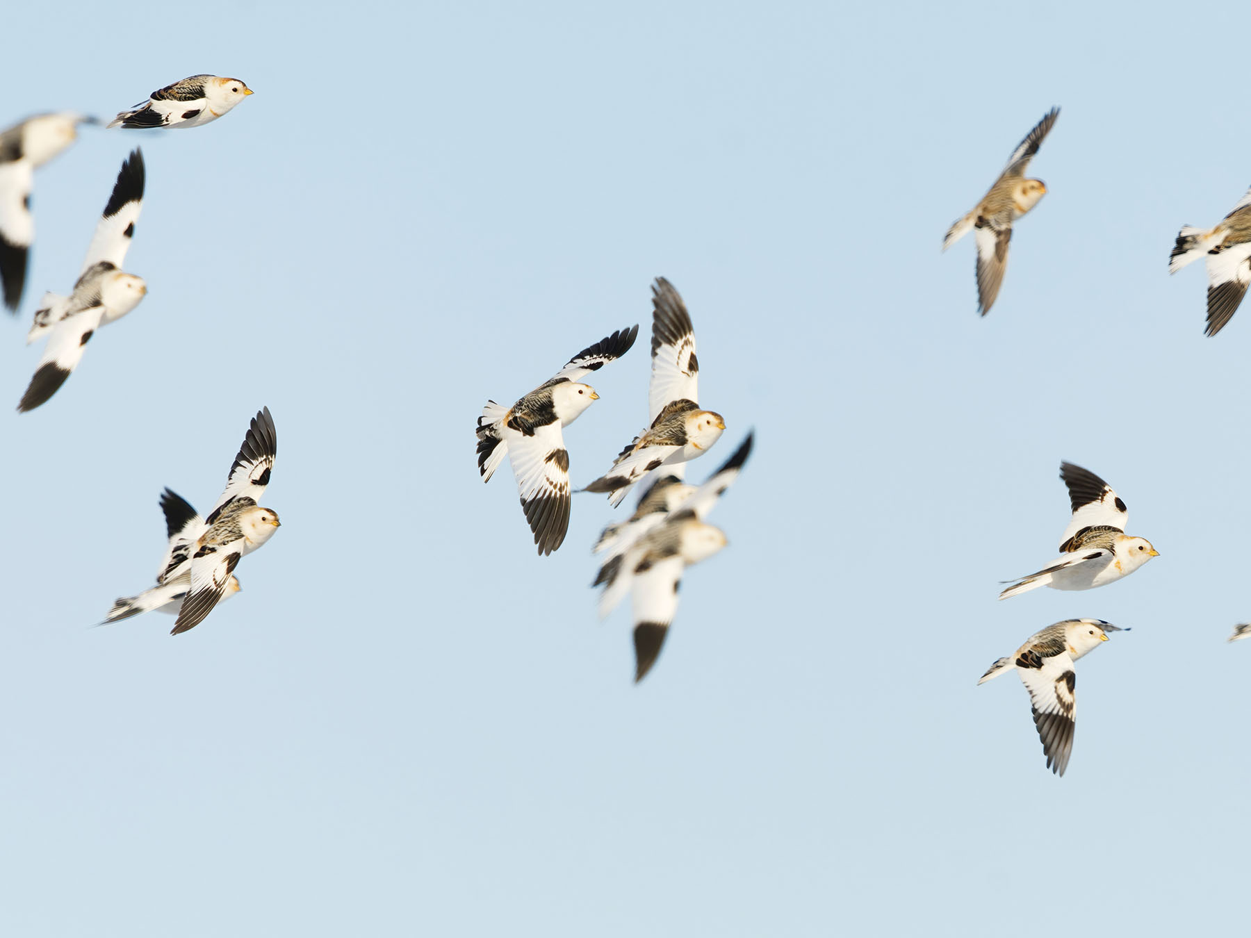 Snow Bunting Bird Facts (Plectrophenax nivalis) | Birdfact