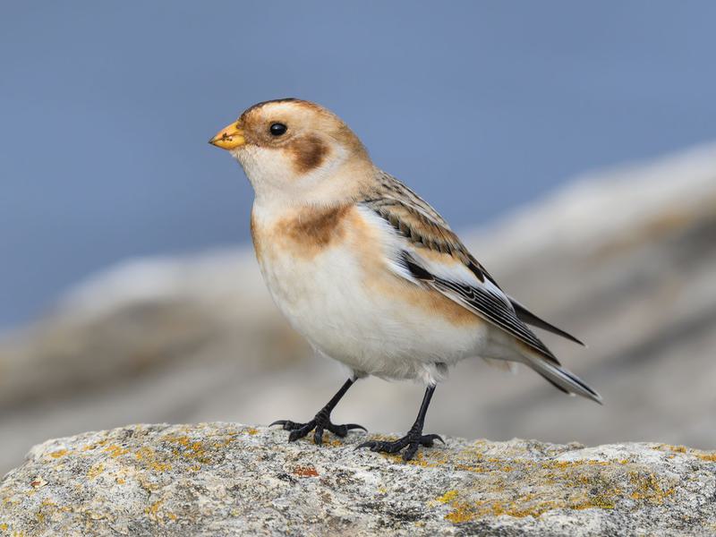 Yellowhammer Bird Facts Emberiza Citrinella Birdfact
