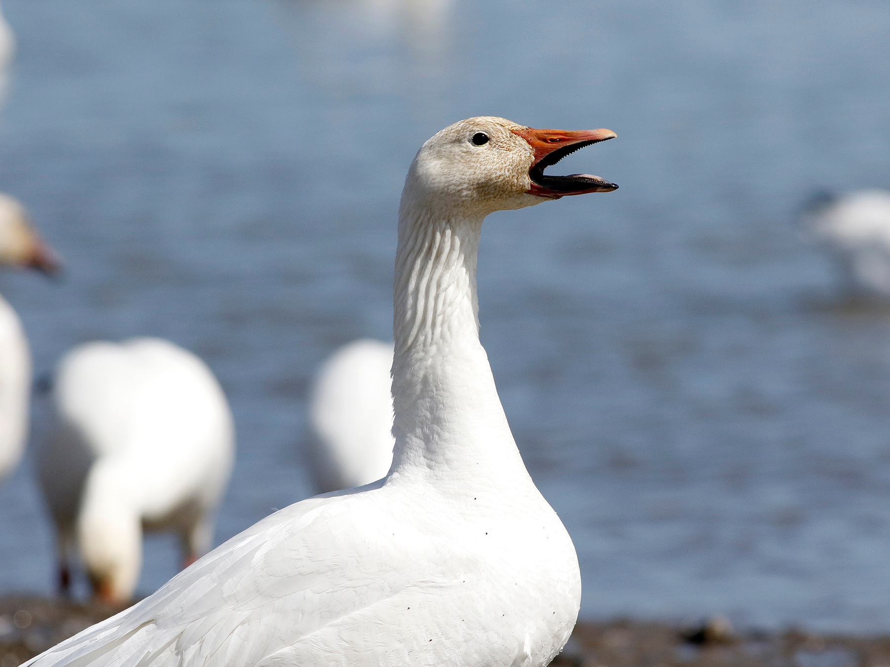Snow Goose Bird Facts (Anser Caerulescens) | Birdfact