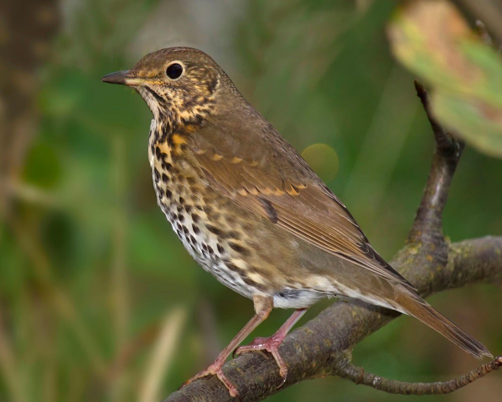 Mistle Thrush or Song Thrush: How to Tell the Difference? | Birdfact