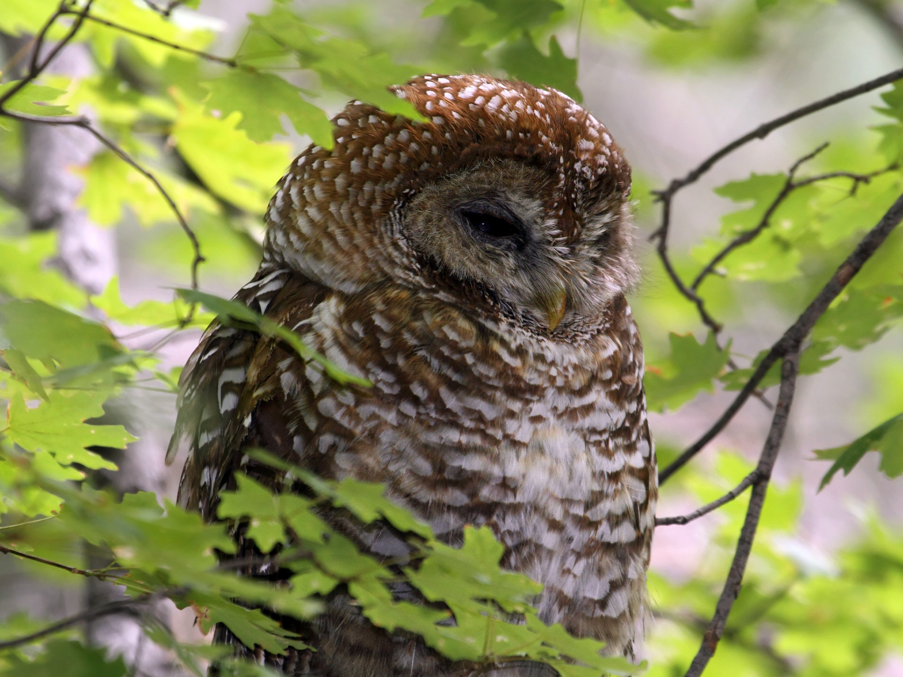 Spotted Owl Bird Facts (Strix occidentalis) | Birdfact