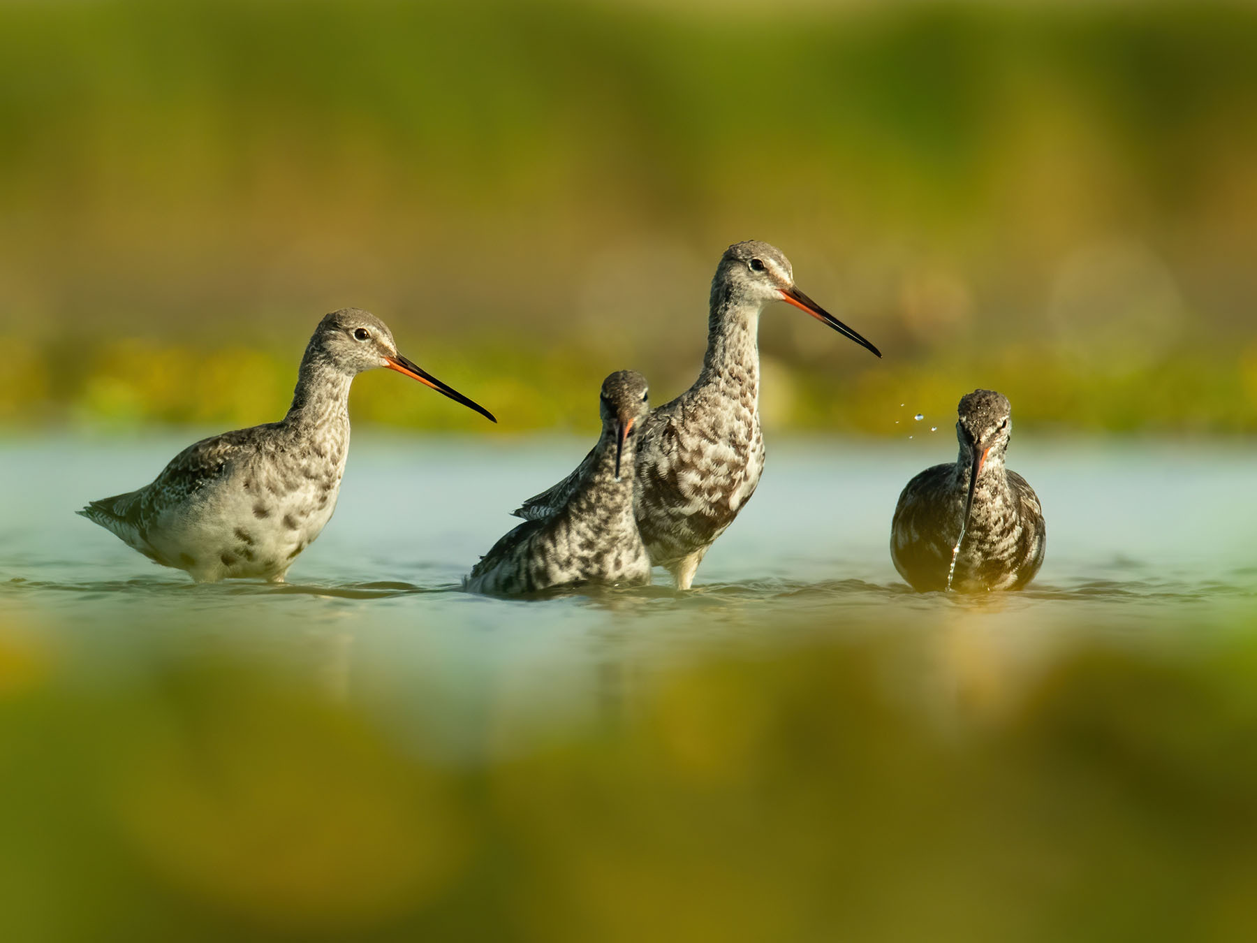 Spotted Redshank Bird Facts (Tringa erythropus) | Birdfact