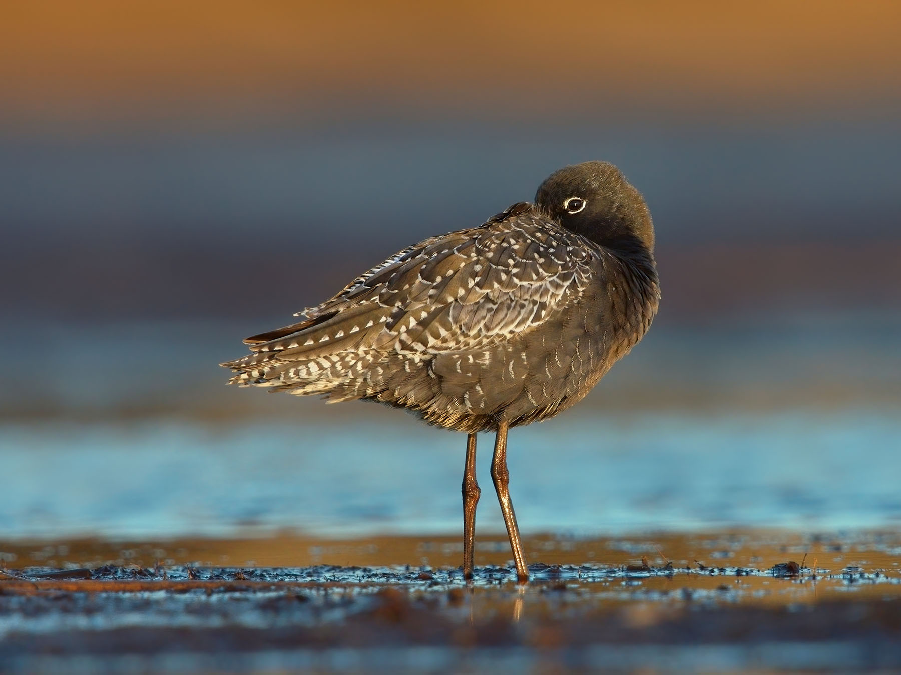 Spotted Redshank Bird Facts (Tringa erythropus) | Birdfact