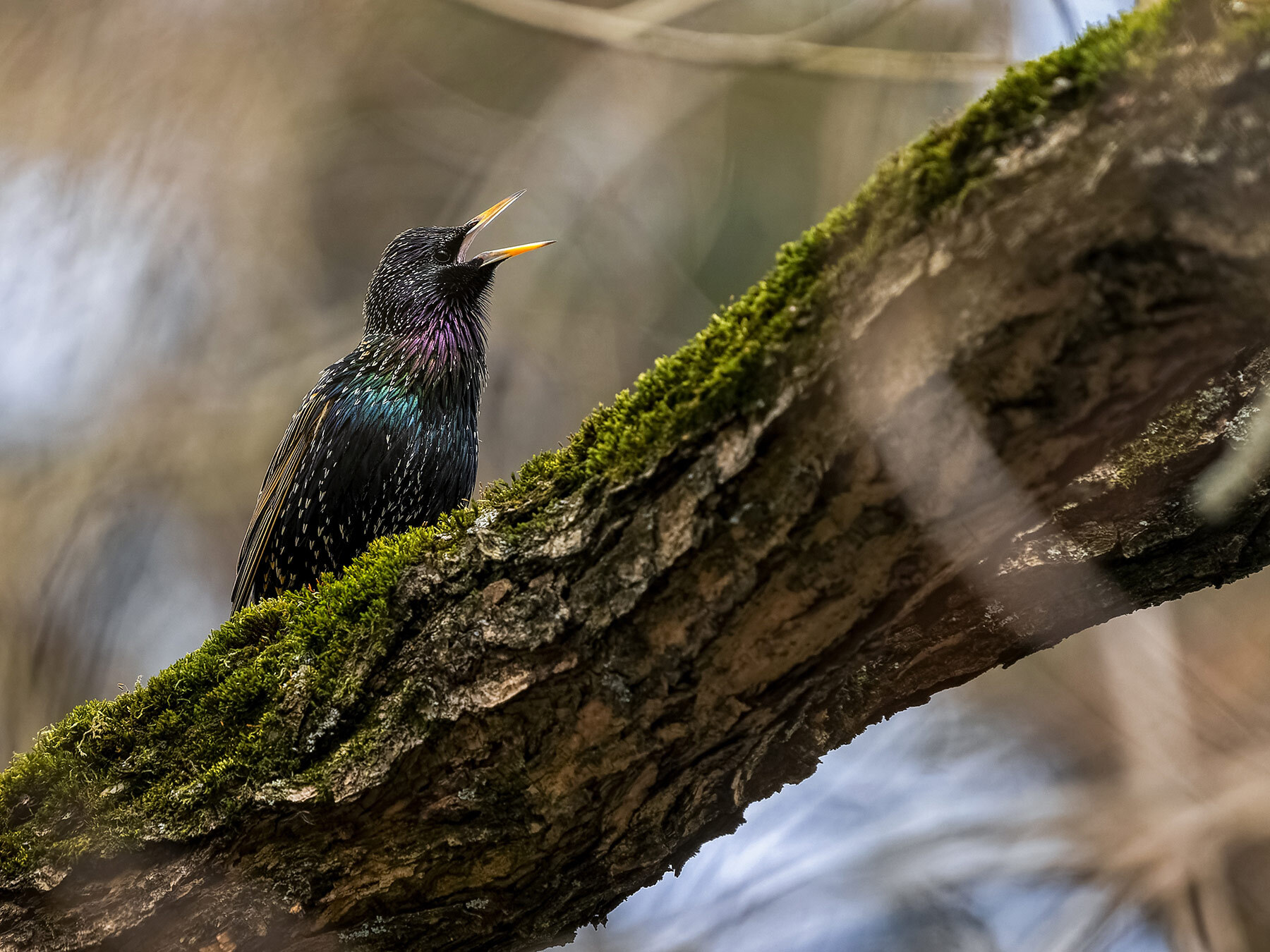 Starling Bird Facts (Sturnus vulgaris) | Birdfact