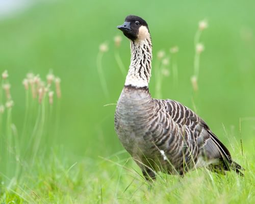 Official Us State Birds Complete Guide With Interactive Birdfact