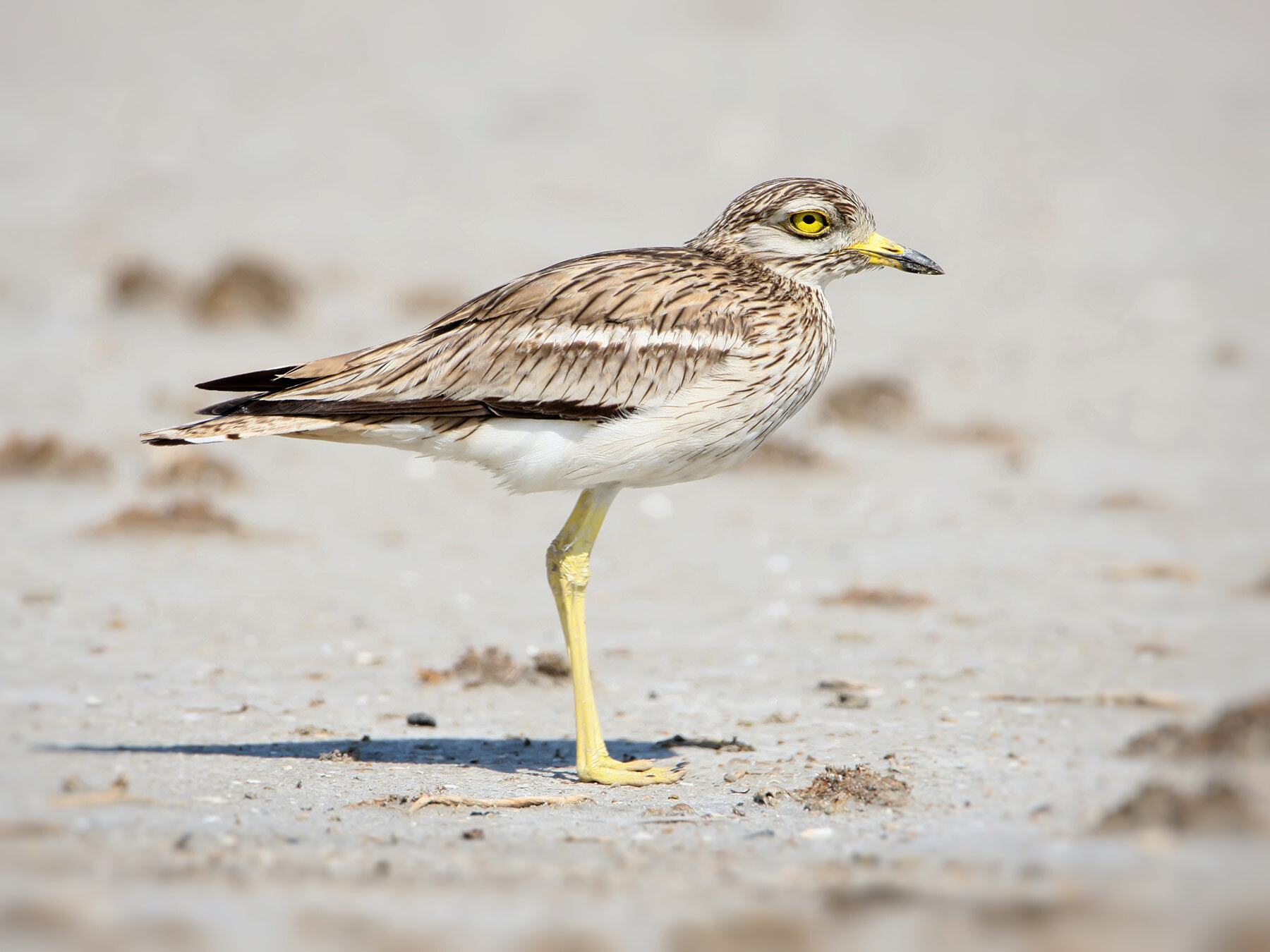 Stone Curlew Bird Facts (Burhinus oedicnemus) | Birdfact