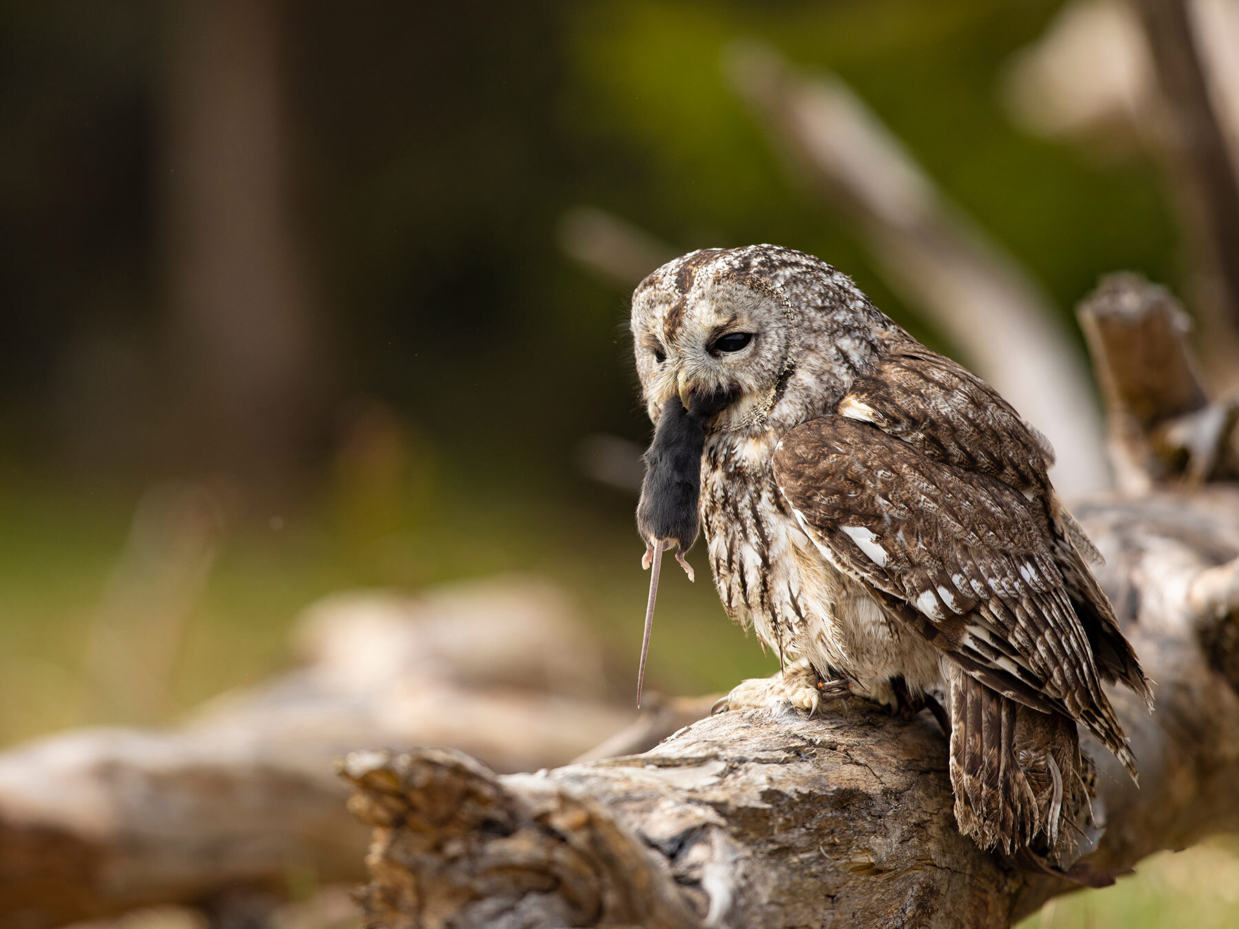 Tawny Owl Bird Facts (Strix aluco) | Birdfact