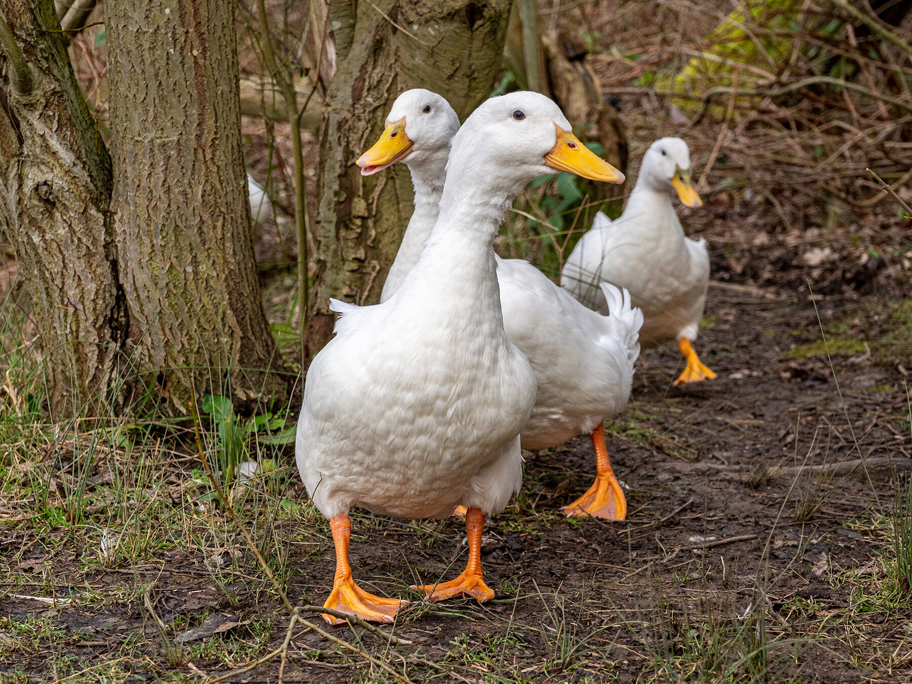 How Long Do Ducks Live? | Birdfact