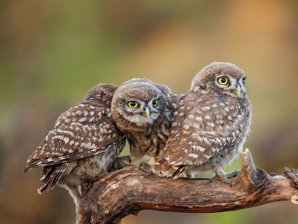 Owls in the UK (Full Guide with Pictures) | Birdfact Owls in the UK (Full Guide with Pictures) | Birdfact