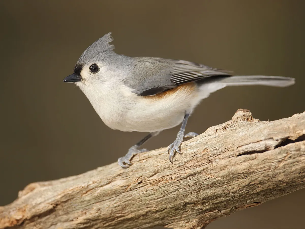 Female Tufted Titmouse How To Identify Vs Male Birdfact