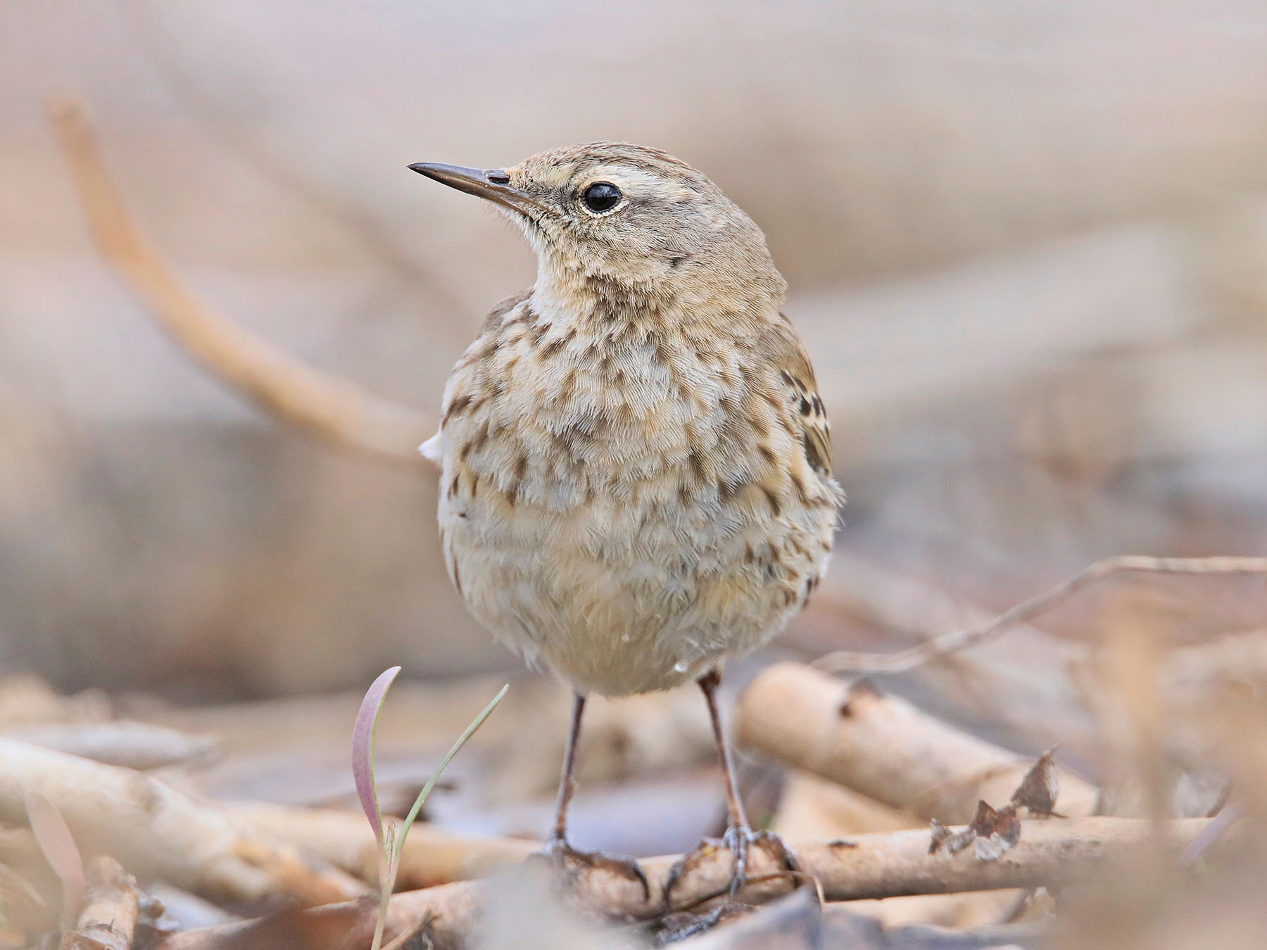 Water Pipit Bird Facts (Anthus spinoletta) | Birdfact