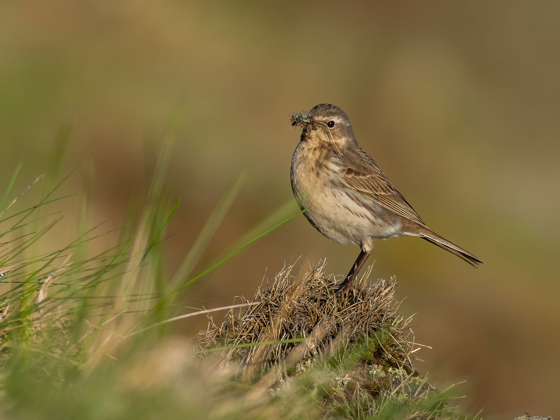 Water Pipit Bird Facts (Anthus spinoletta) | Birdfact