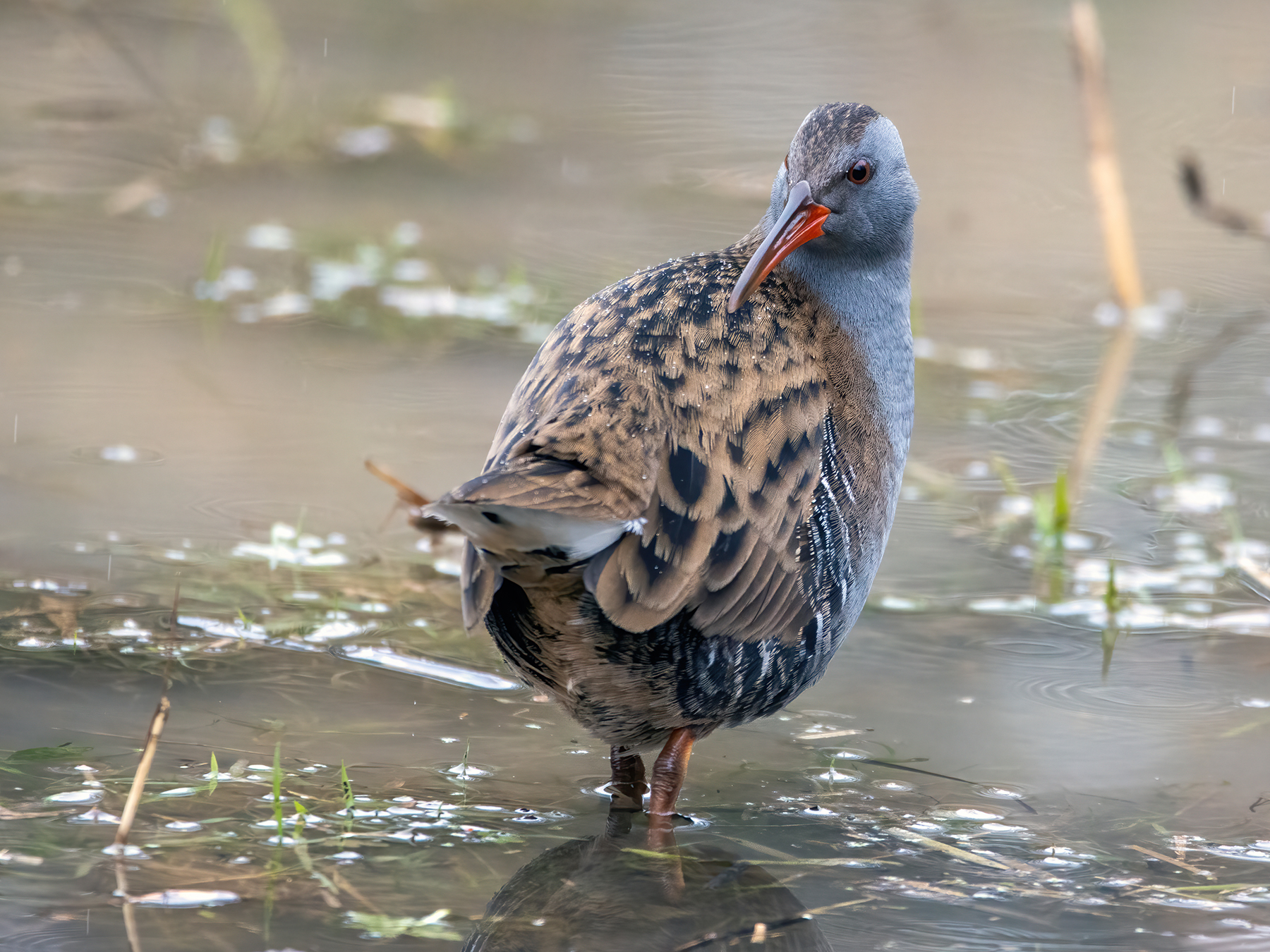Water Rail Bird Facts (Rallus aquaticus) | Birdfact
