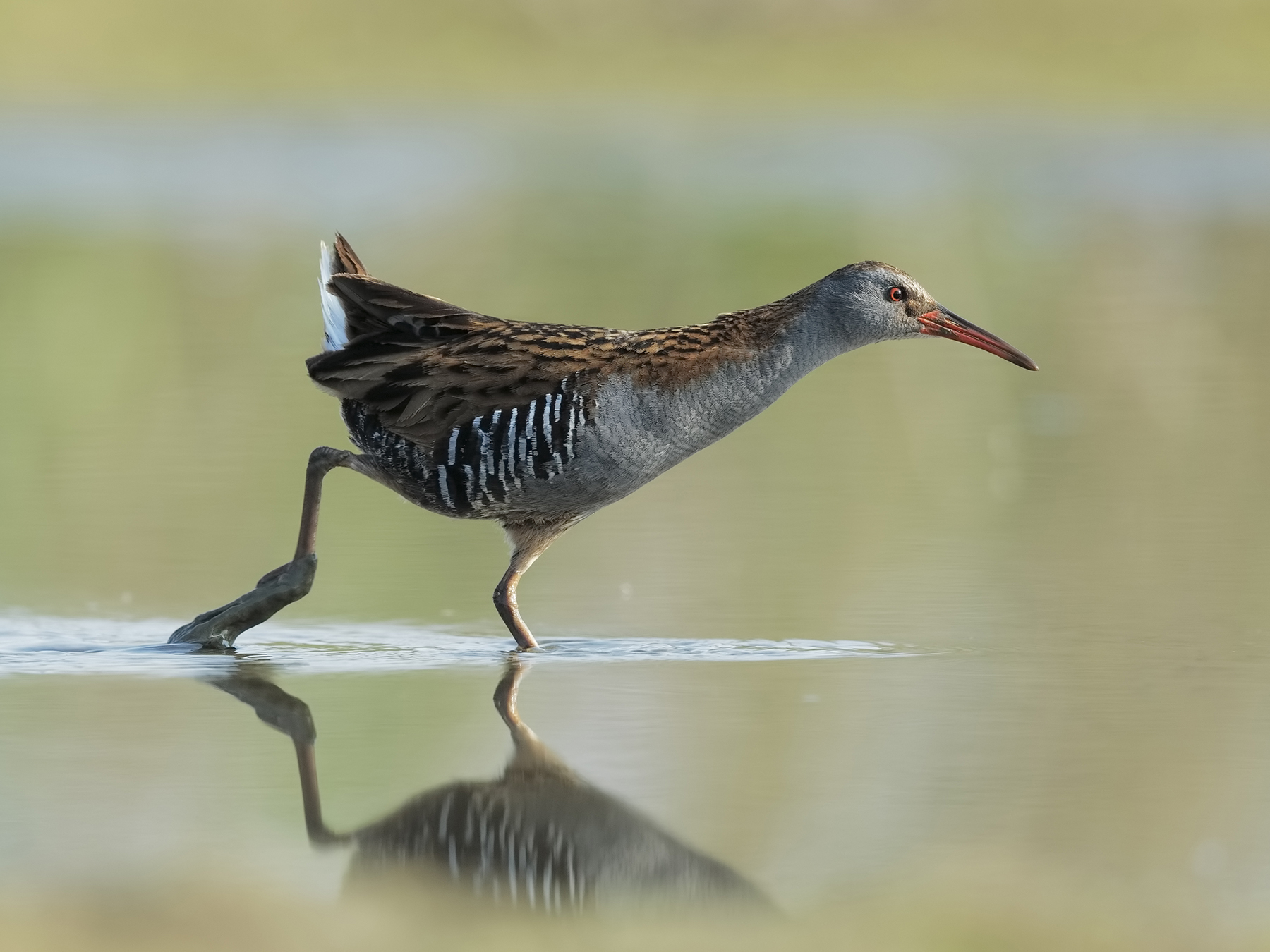 Water Rail Bird Facts (Rallus aquaticus) | Birdfact