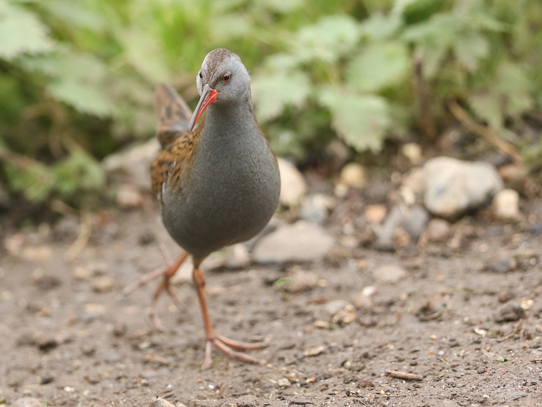 Water Rail Bird Facts (Rallus aquaticus) | Birdfact