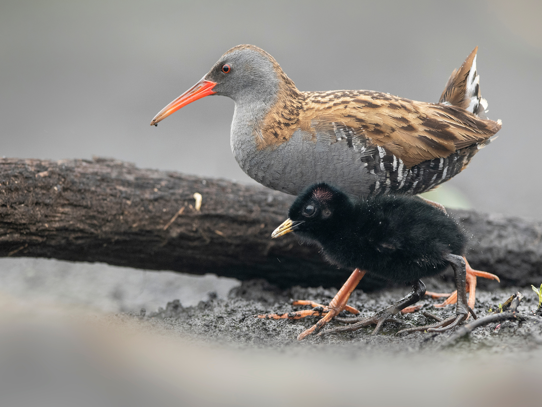 Water Rail Bird Facts (Rallus aquaticus) | Birdfact