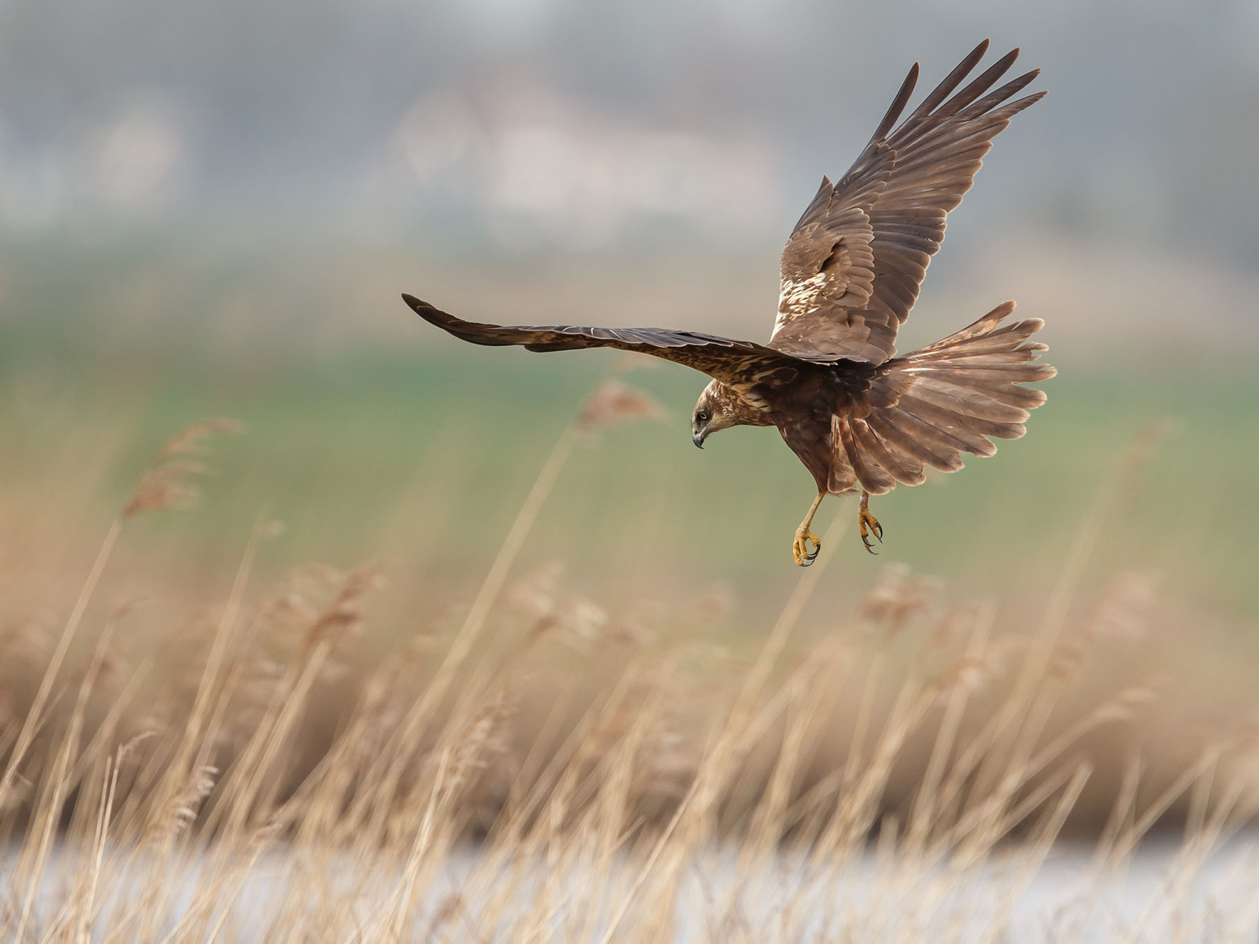 Marsh Harrier Bird Facts (Circus aeruginosus) | Birdfact