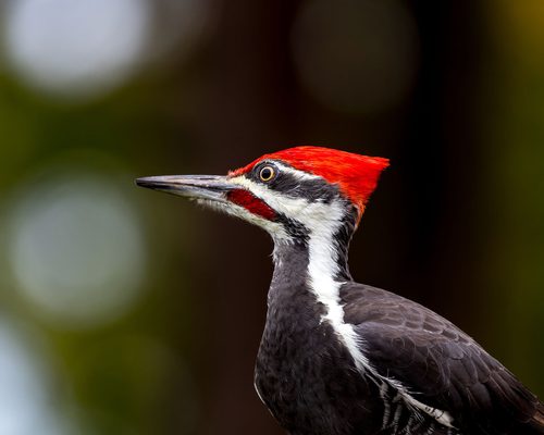 Pileated Woodpecker Nesting: A Complete Guide | Birdfact Pileated Woodpecker Nesting: A Complete Guide | Birdfact