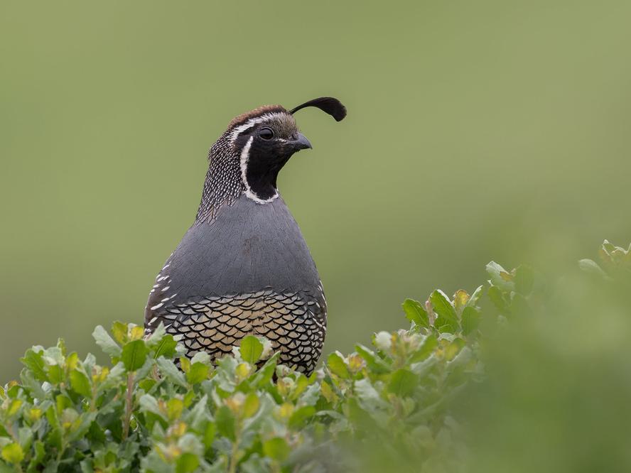 What Do Pheasants Eat Birdfact