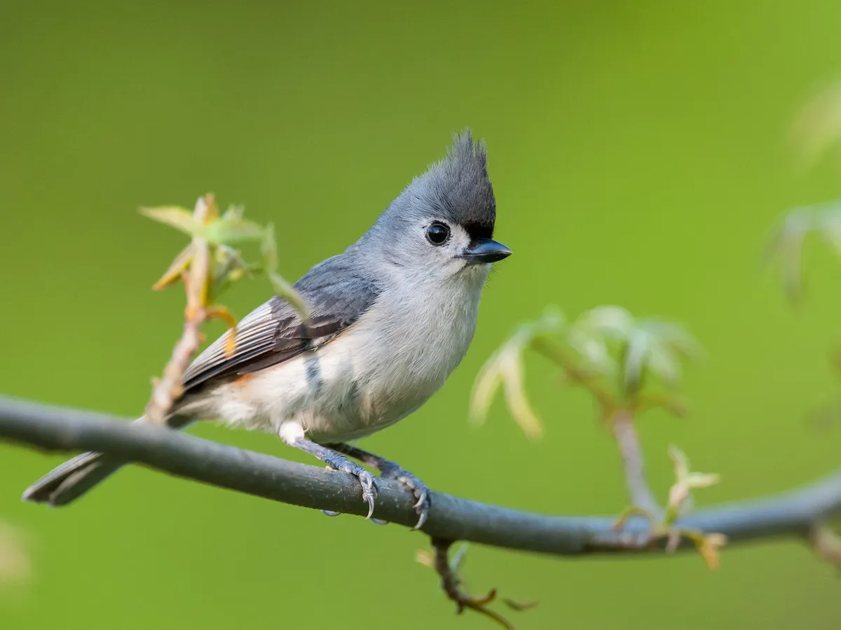 Female Tufted Titmouse How To Identify Vs Male Birdfact