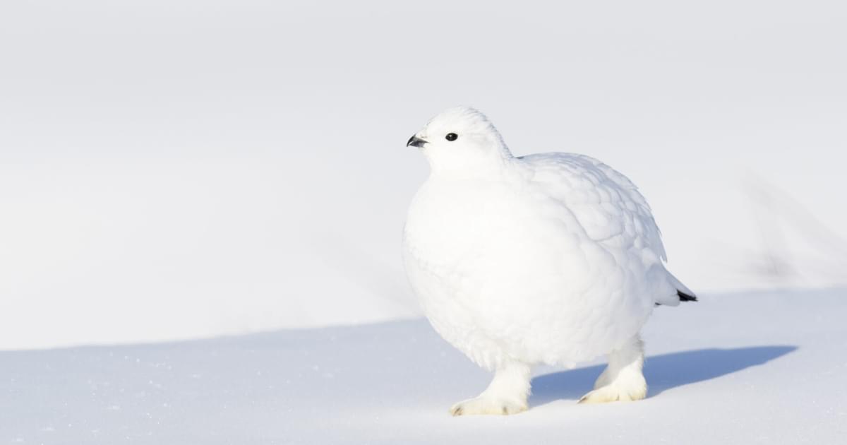 What Is The State Bird Of Alaska And Why Birdfact