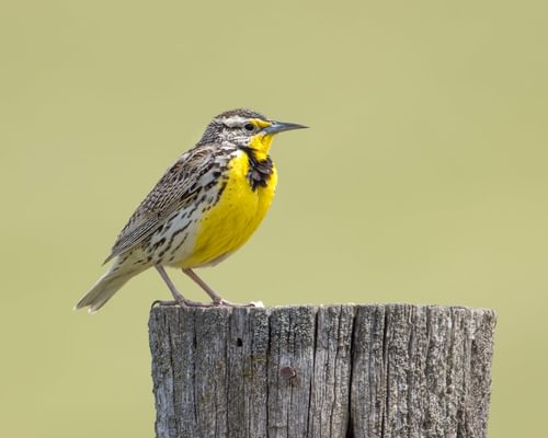 Official Us State Birds Complete Guide With Interactive Birdfact