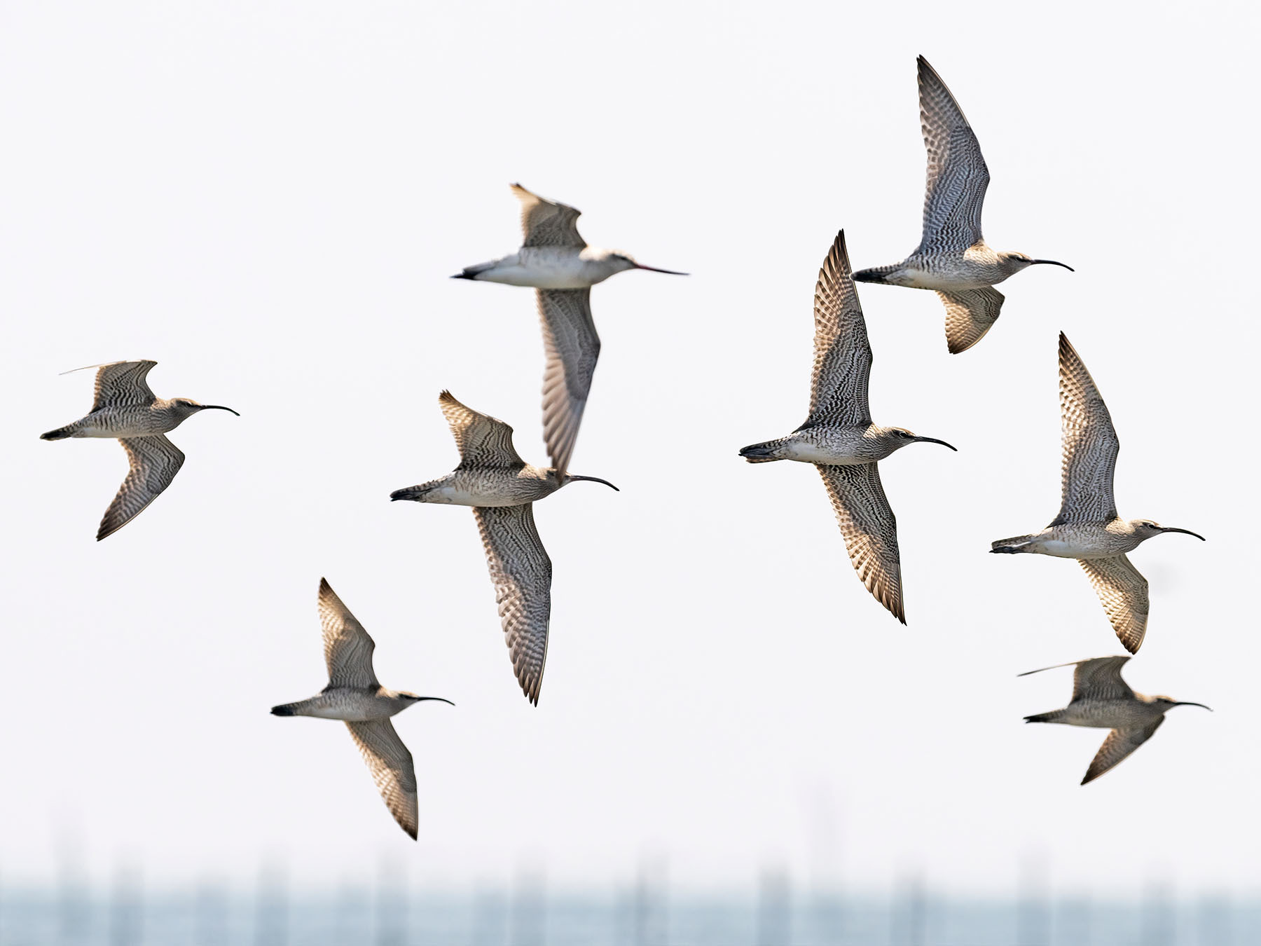 Whimbrel Bird Facts (Numenius phaeopus) | Birdfact