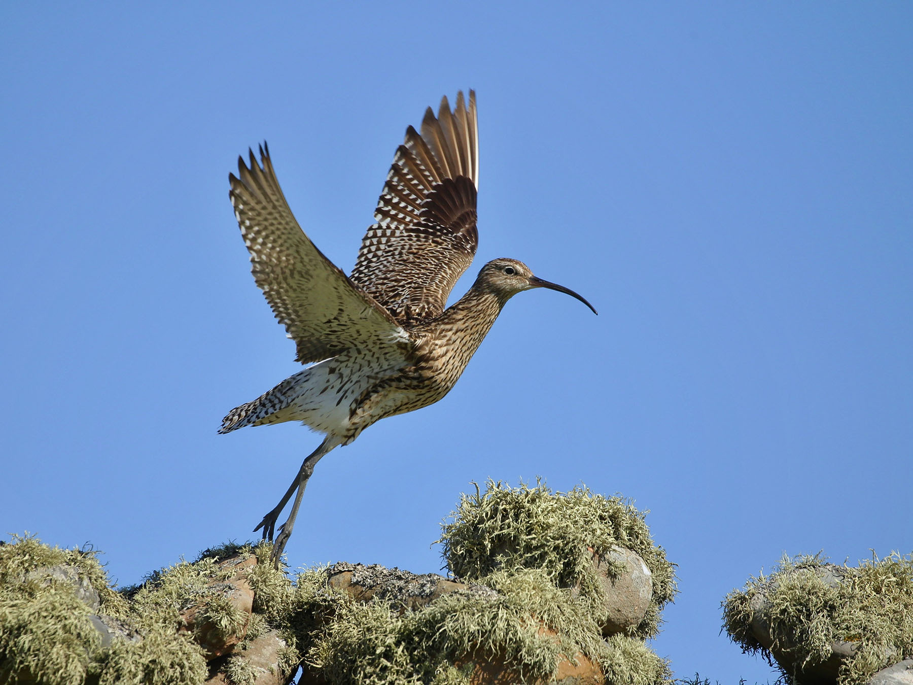 Whimbrel Bird Facts (Numenius phaeopus) | Birdfact