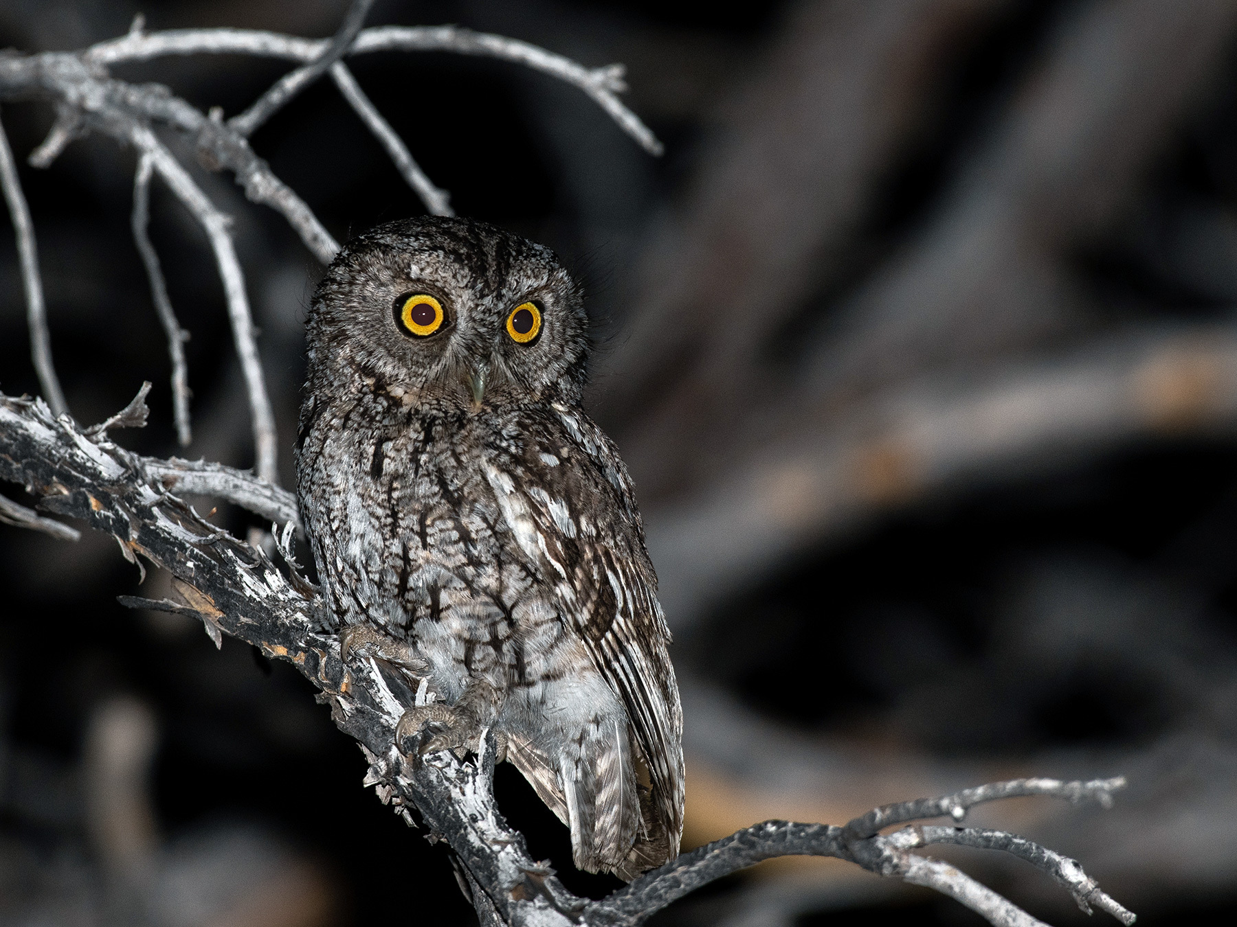 Whiskered Screech-Owl Bird Facts (Megascops trichopsis) | Birdfact