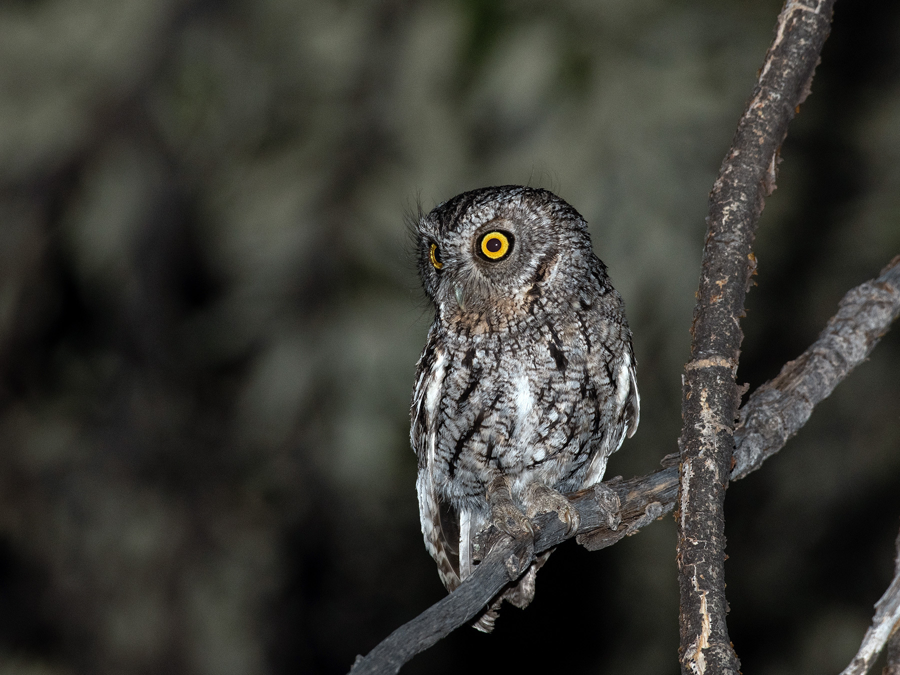 Whiskered Screech-Owl Bird Facts (Megascops trichopsis) | Birdfact