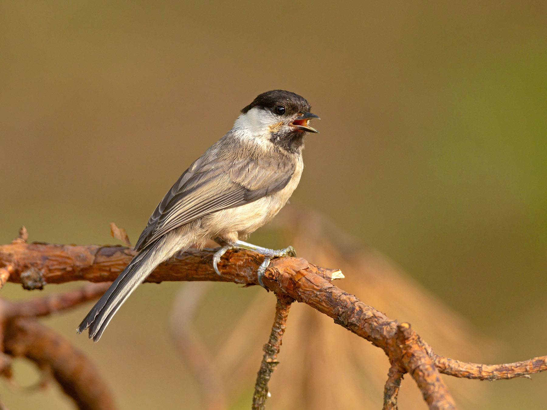 Willow Tit Bird Facts (Poecile montanus) | Birdfact