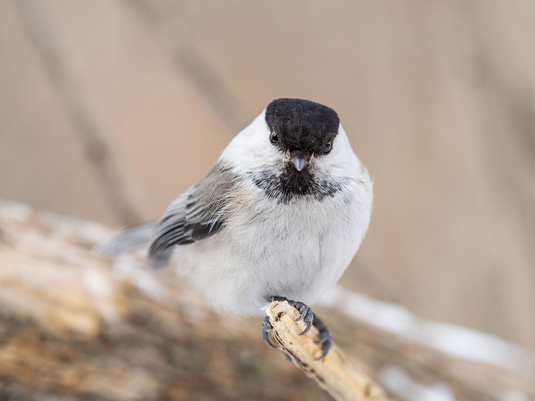 Willow Tit Bird Facts (Poecile montanus) | Birdfact