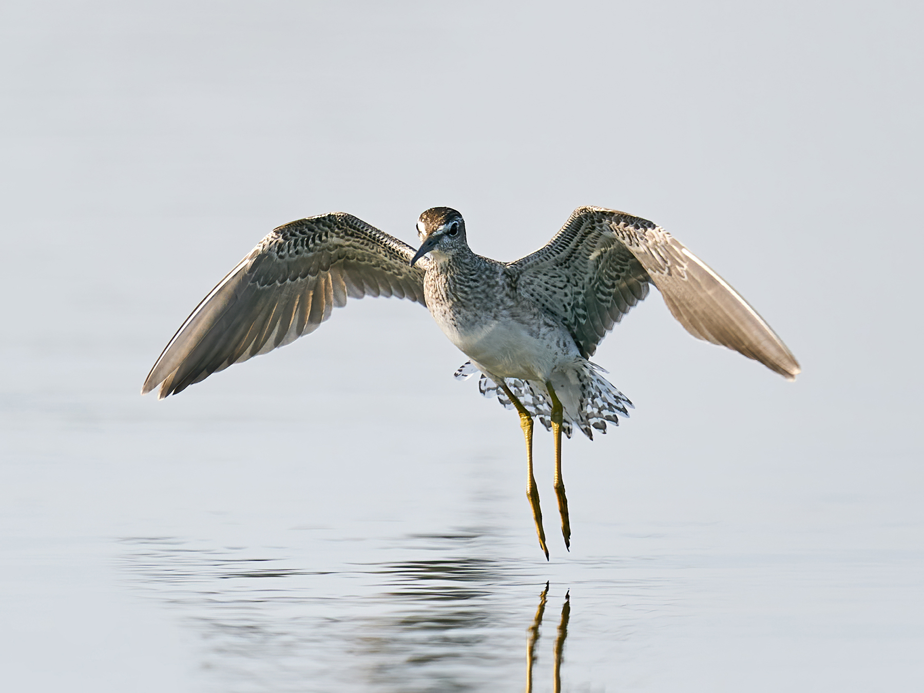 Wood Sandpiper Bird Facts (Tringa glareola) | Birdfact