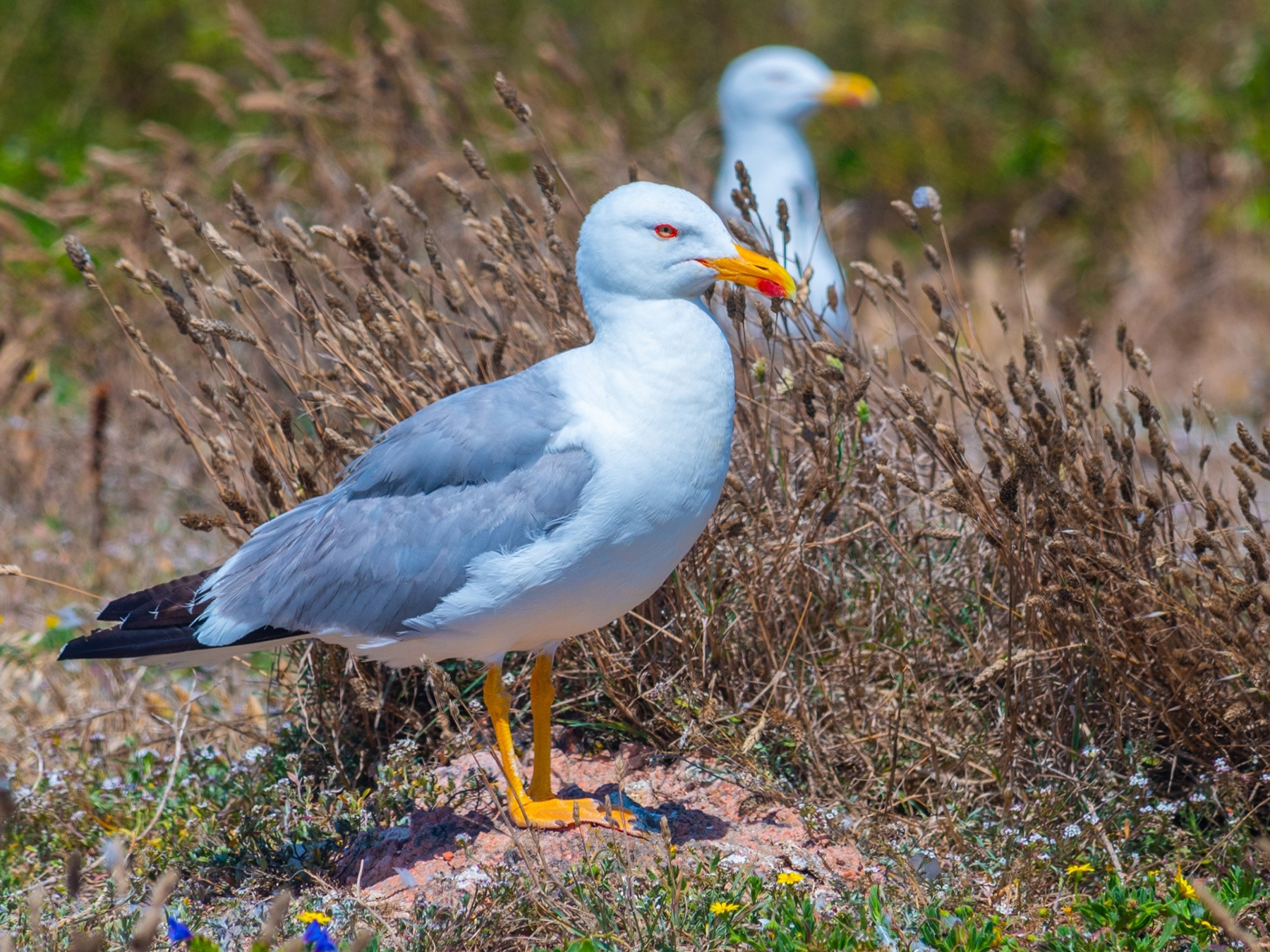 Yellow-Legged Gull Bird Facts (Larus michahellis) | Birdfact